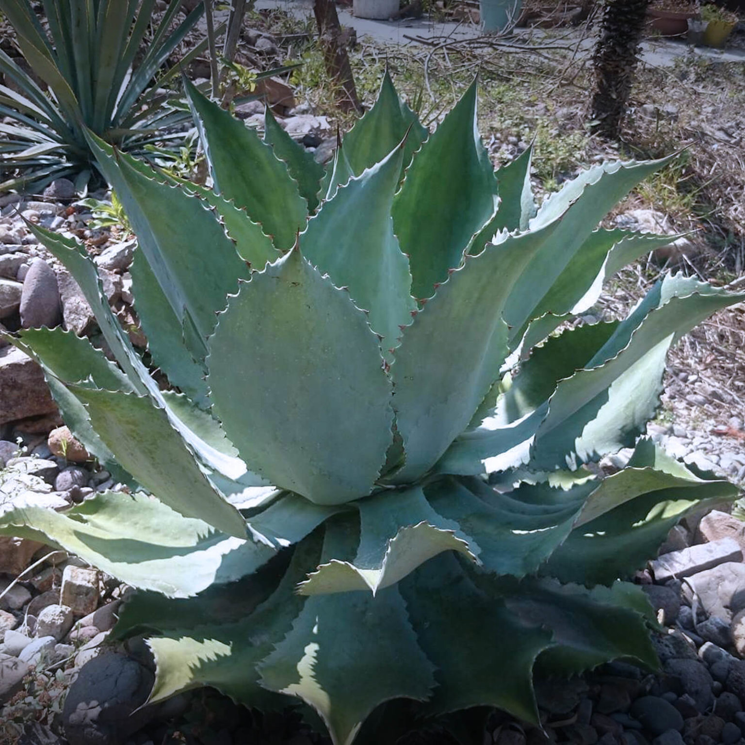 Mezcal Tobalá Poblano – Herencia Ancestral